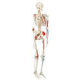 Skelett Modelle – Anatomy Online