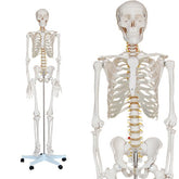 Skelett Modelle – Anatomy Online